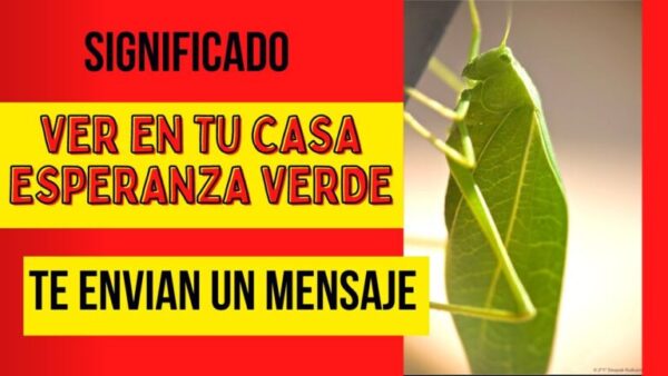 Descubre el significado espiritual de la esperanza del insecto en solo ...